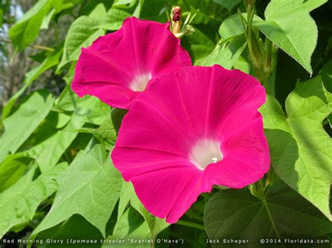 Ipomoea Tricolor