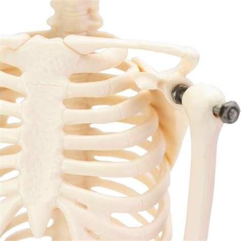 Desktop Mini Skeleton Model Health And Care