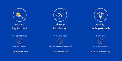 Ivf Attrition Rate Why Dont All Eggs Create Embryos Video