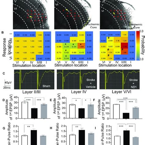 In Vitro Direct Reprogramming Of Astrocytes To Induced Neurons Mouse Download Scientific