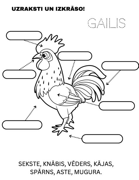 Gailis Mācību Materiāli