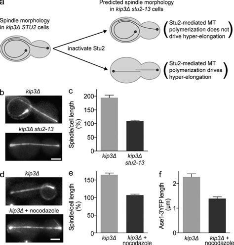 Suppressing Microtubule Polymerization Reduces Midzone Length And