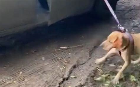 ¡de No Creer Mujer Llevaba A Un Perrito Amarrado A Un Carro En Movimiento