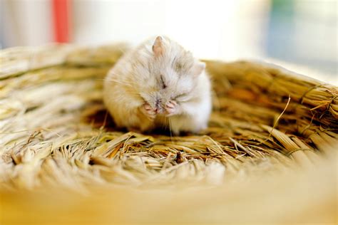 Définition De Hamster Doré Dictionnaire Français