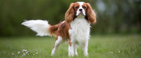 Cavalier King Charles Spaniel Procani Magazin