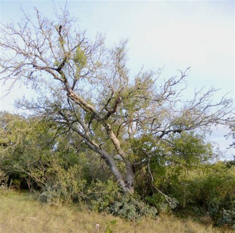 Plants Of Texas Rangelands Netleaf Hackberry Plants Of Texas Rangelands Netleaf Hackberry