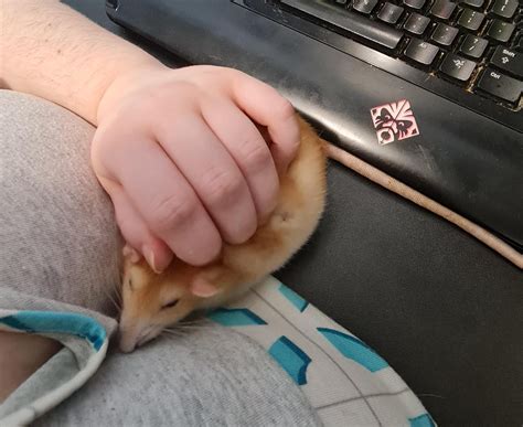 Guys Help My Computer Mouse Isnt Working What Do I Do R Rats