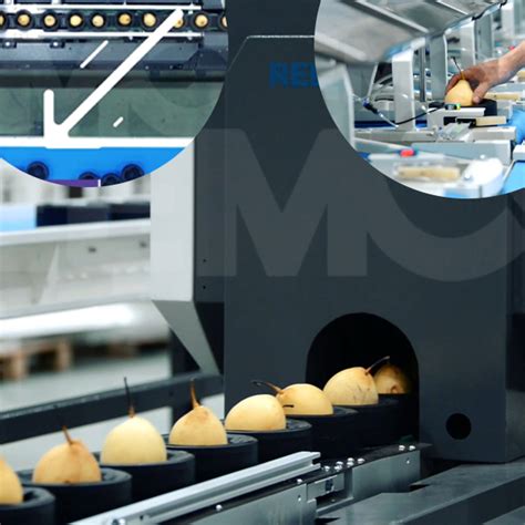 Reemoon India Fruit Sorting And Grading Machine Sorter Grader
