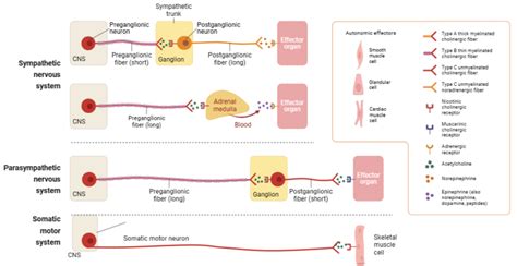Peripheral Nervous System Structure Function And Divisions Sciencevivid