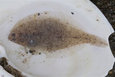 Smallmouth Flounder From Provincetown Ma Usa On December 31 2022 At