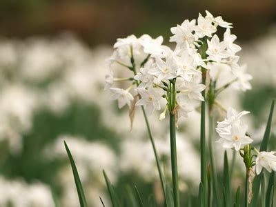 List Of Poisonous White Flowers Flora Fauna Fun