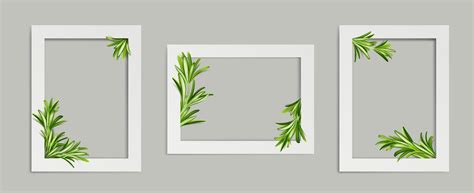 Rosemary Photo Frames White Rectangular Borders Vector Art At Vecteezy