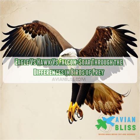 Bald Eagle Talons Grip Strength Hunting And Adaptations