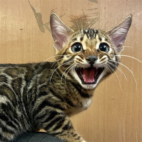 Cheetos And Candy Youtube