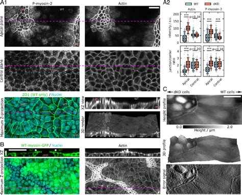 Differential Actomyosin Contractility Of Wt Gfpdkd Cocultures A1