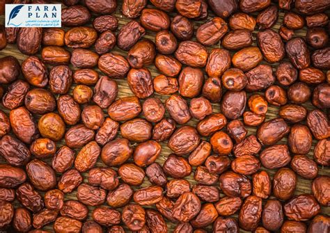 طرح توجیهی پرورش عناب فراپلن