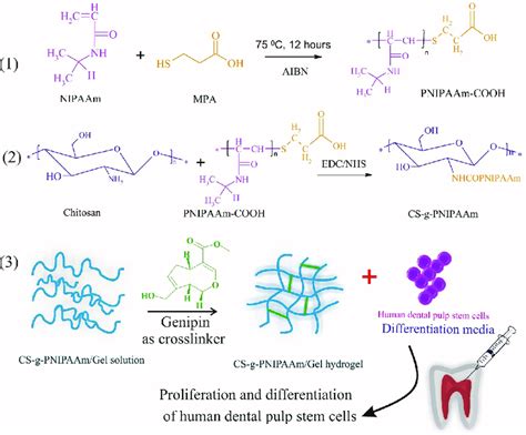 Schematic Presentation Of Hydrogel Preparation Steps And Their Download Scientific Diagram