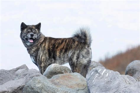 Акита ину необычного окраса Lenorlux — Livejournal