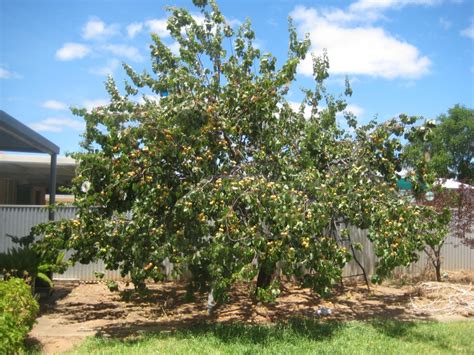 Forum Apricot Tree Pruning