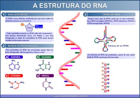Transcriptase Aprendendo Biologia