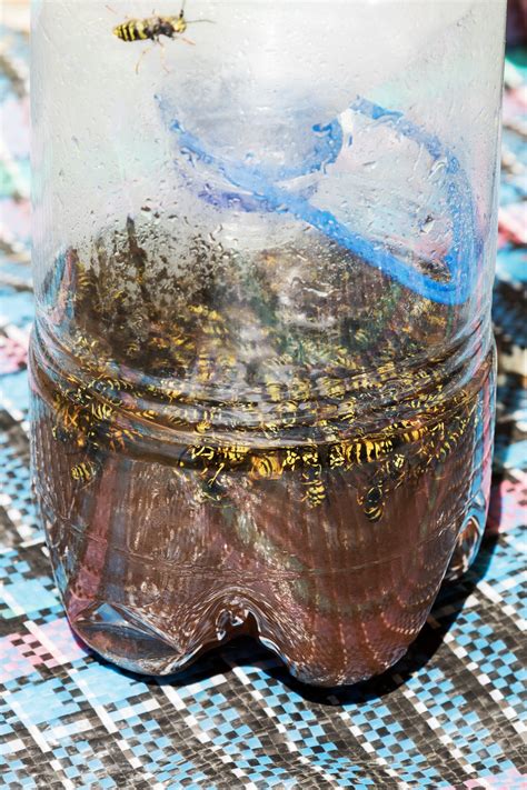 Diy Hacks To Safely Get Rid Of Wasps At Home