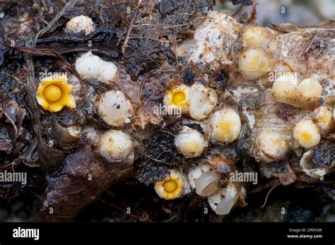 What Flowers Grow On Dead Bodies At Steve Yorke Blog