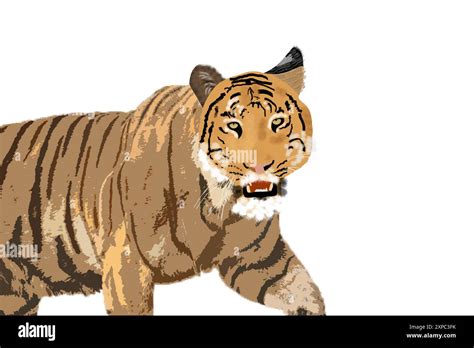 Illustration Of A Tiger Stalking Prey With Its Mouth Open As If It Were