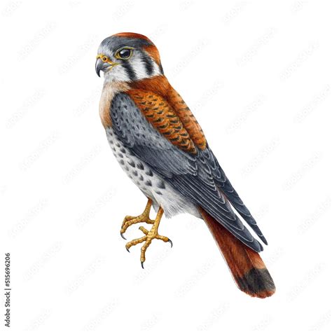 Falco Sparverius