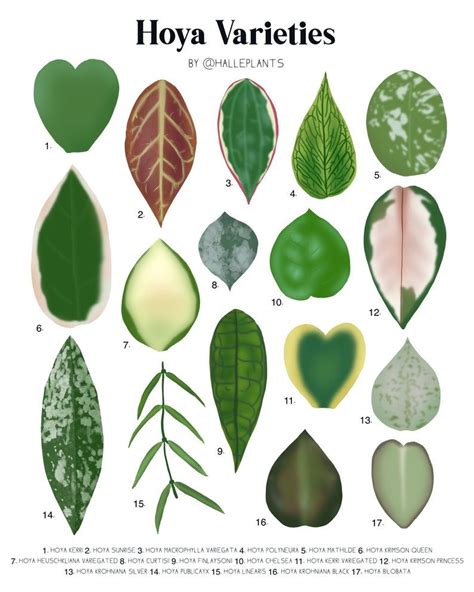 Hoya Varieties Plant Identification Chart Digital Download Etsy