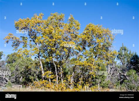 Gambel Oak In Fall Displays Vibrant Colors On The South Rim Of The