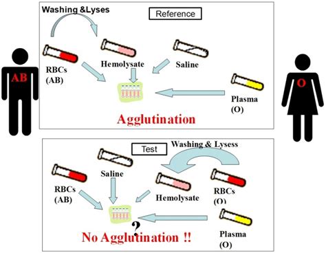 Schematic Drawing Of Abo Antigen Transport Experiment The Upper Part
