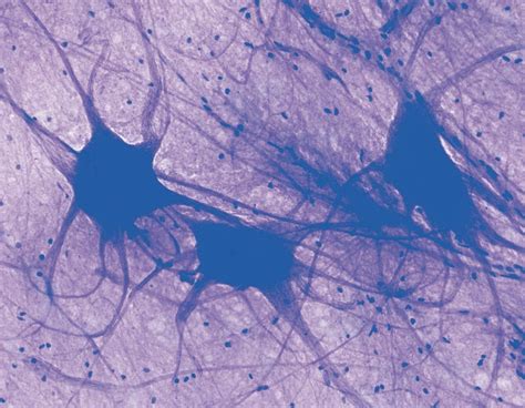 2 Microscopic Nerves Diagram Quizlet