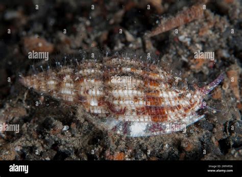 Pinpricked Mitre Shell Vexillum Acupictum With Hydroids Hydrozoa