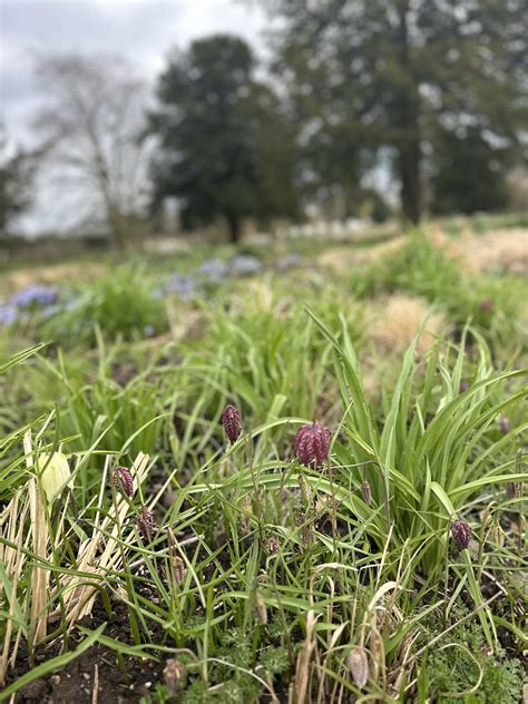 The Mummy That Eats Spring At Trentham Trentham Estate