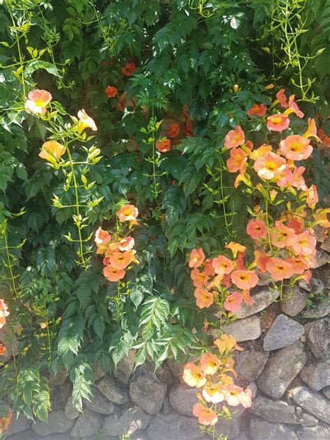 꽃에 있는 핀 꽃 식물 풍경 사진