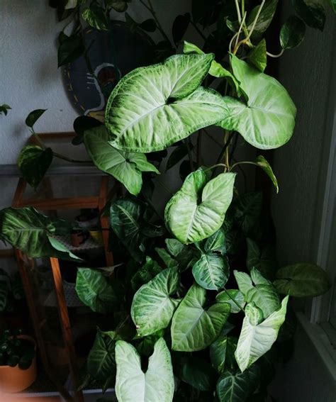 So To Start This New Subreddit Here Is My Syngonium Podophyllum It Ia