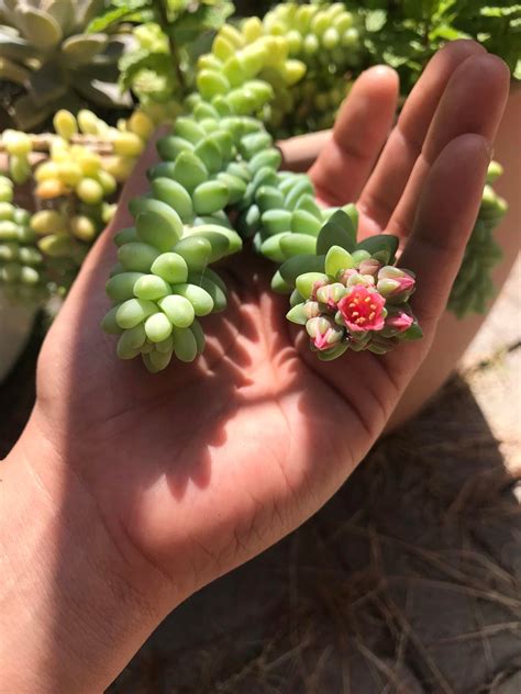 My First Burros Tail Flowers 🌸 Succulents