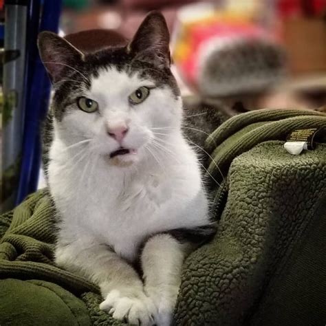 Cat With An Extremely Puzzled Look With Blurred Background Wexample Rmemetemplatesofficial