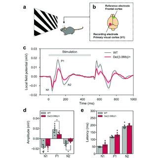 A Battery Of Behavioral Tests Of Del30 Mb Mice Ac Open Field