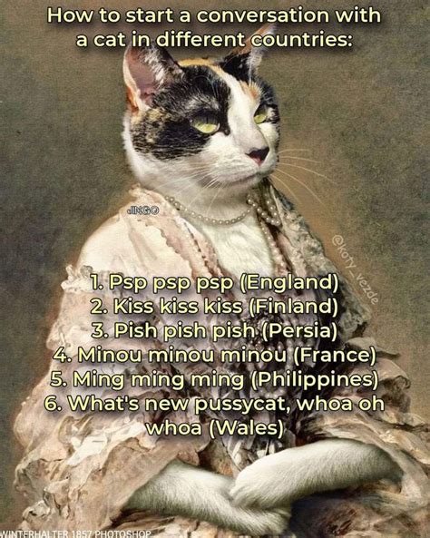 Pin By 🐺🖤 Wolf Witch🖤🐺 On 🖤all Kinds Of Cats🖤 Whats New Pussycat