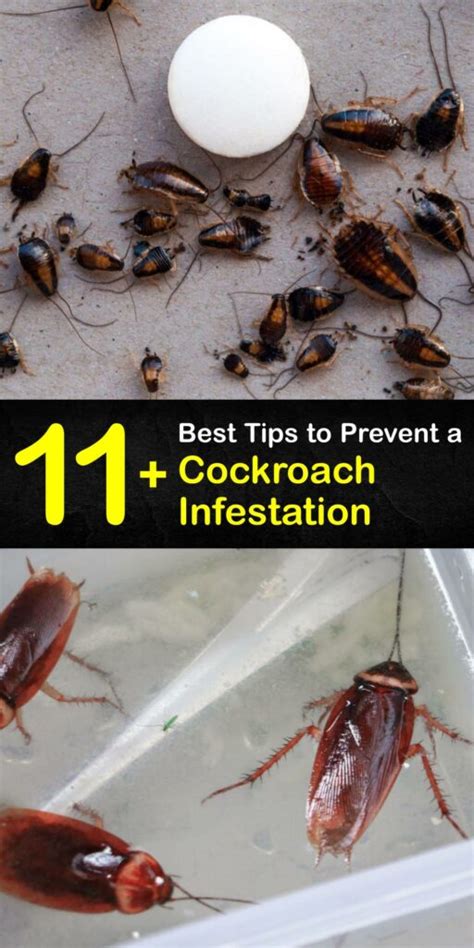 What Is A Roach Infestation And How To Handle It
