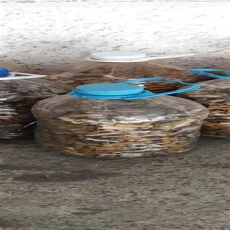 Iit Student Collecting Cigarette Butts With Her Plastic Gloves For