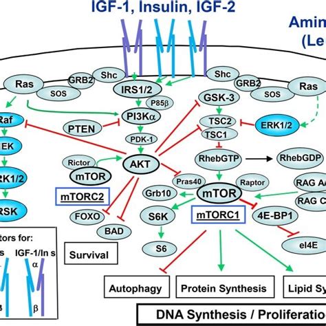 Insulinigf 1 Signaling Pathways The Receptors For The Peptides Of
