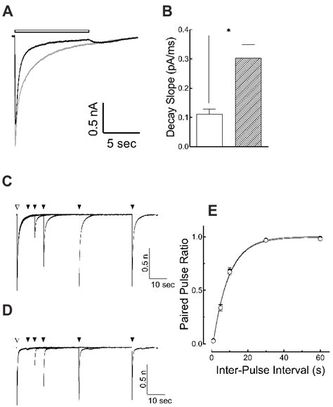 Effect Of Escitalopram On 5 Hydroxytryptamine 5 Ht 3 Receptor