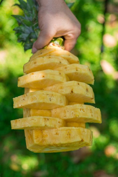 Costa Rican Organic Pineapple Fresh From The Field Pineapple Costa