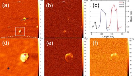 Dart Pfm Analysis Of Mos 2 Exfoliated A Contact Mode Topography B
