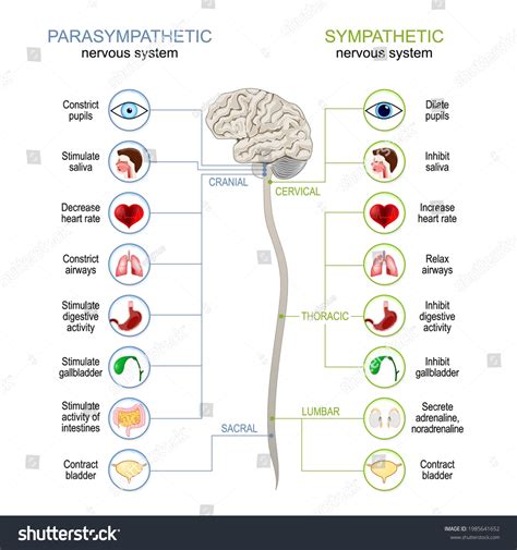 Sympathetic Parasympathetic Nervous System Difference Diagram Stock