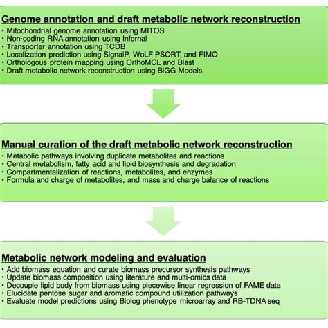 A Workflow To Develop The Metabolic Network Model Of R Toruloides