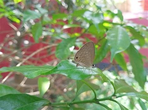 Jamides Celeno Cramer 1775 By Ankit Goswami On 11 April 2020