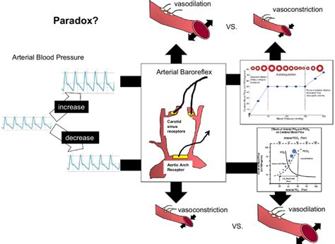 Paradox Of Cbf Regulation And Baroreflex An Acute Increase In Arterial